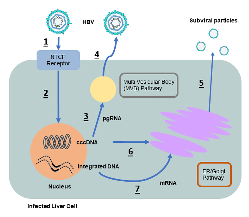 Targeting TM6SF2 to Reduce HBV Subviral Particles: A Potential Step ...