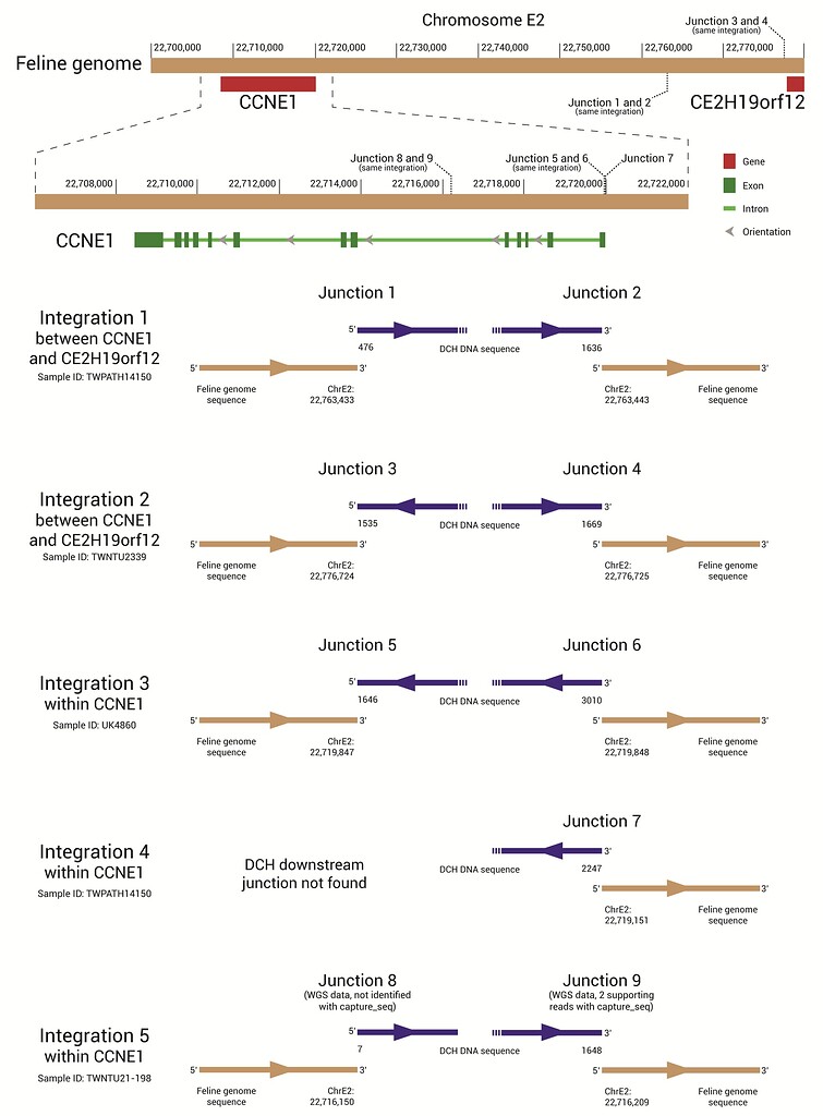 Viral DNA Integration Drives Liver Cancer in Cats: Insights from ...
