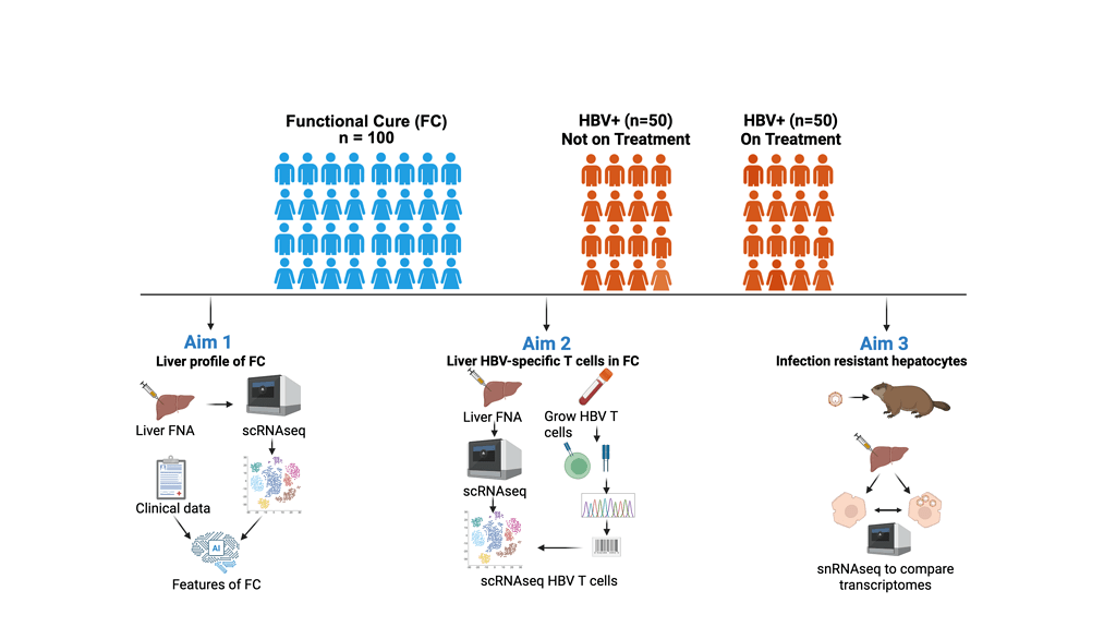 PATHFINDER: PATHways to Functional cure in chronic HBV using artificial ...
