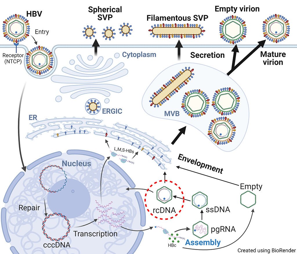 Cryo-EM structure of mature HBV capsid - Scientific Studies - Hep B ...