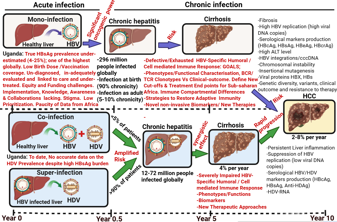 HBV/HDV burden in Uganda; Challenges towards HBV Elimination Goal and ...